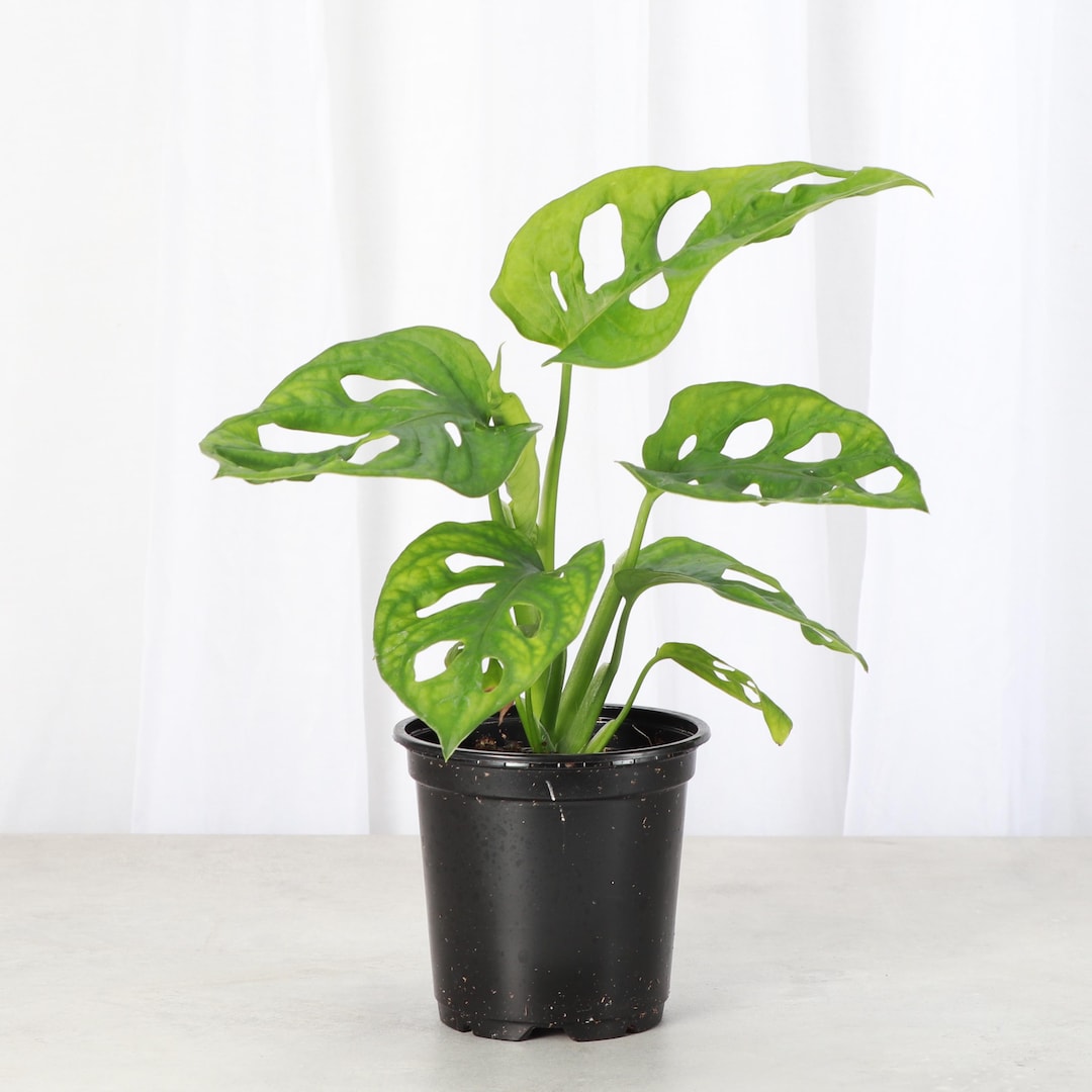 Swiss Cheese Plant | 4" Diameter Plant | Live Houseplant | Thorsen's ...