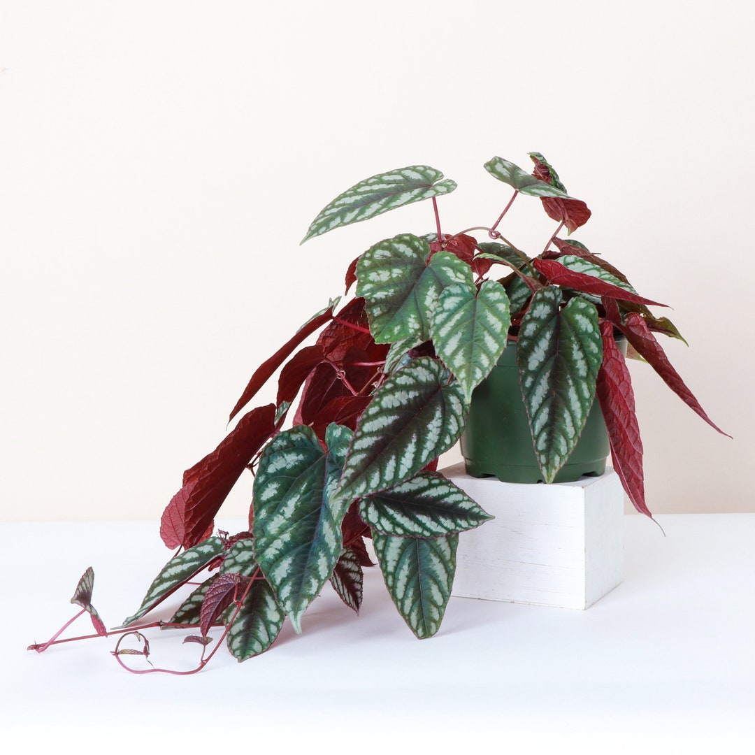 Cissus Discolor - Rex Begonia Vine - Fast Growing Colorful Trailing ...