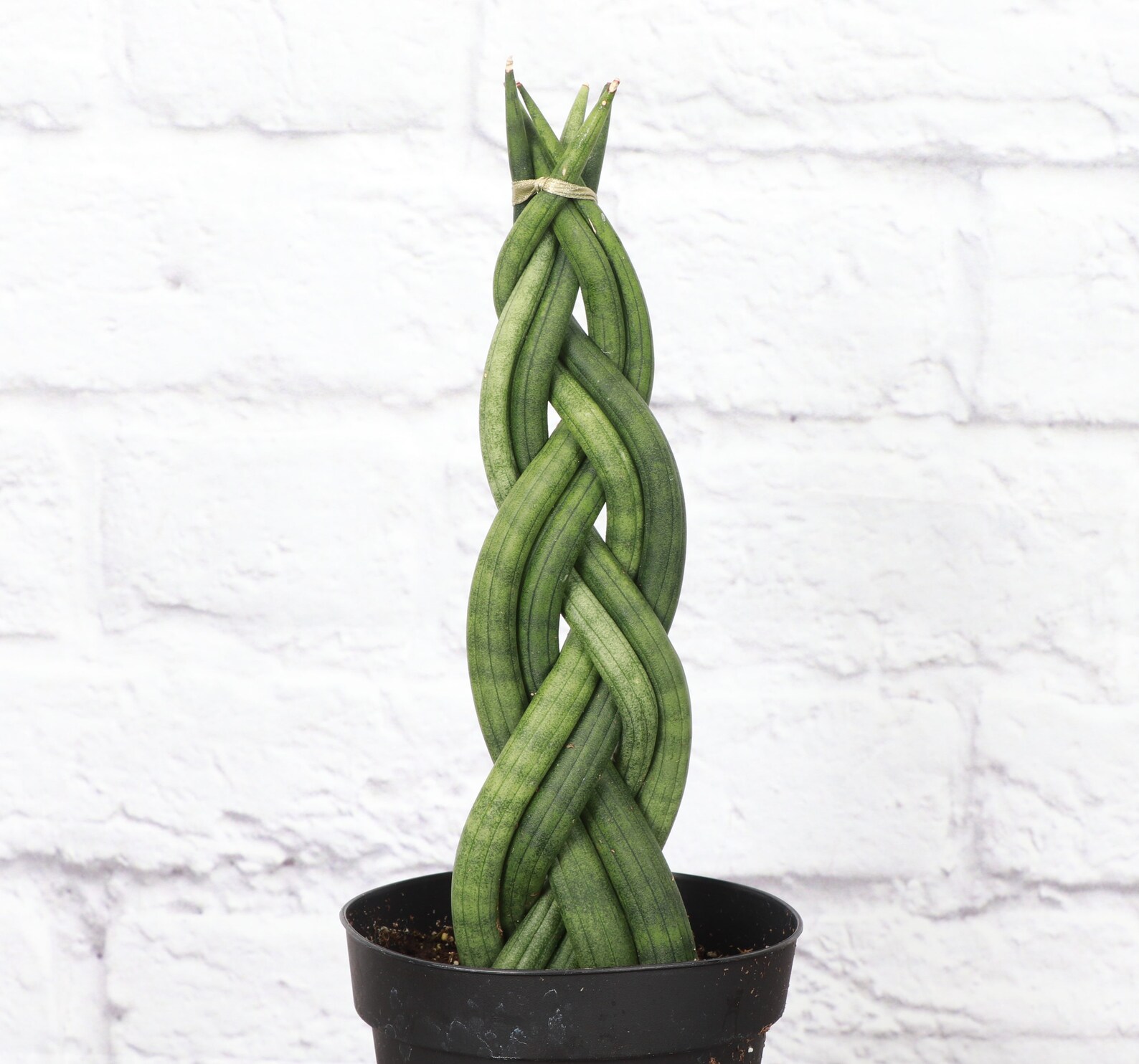 Braided Snake Plant 4 Diameter Plant Live Houseplant - Etsy