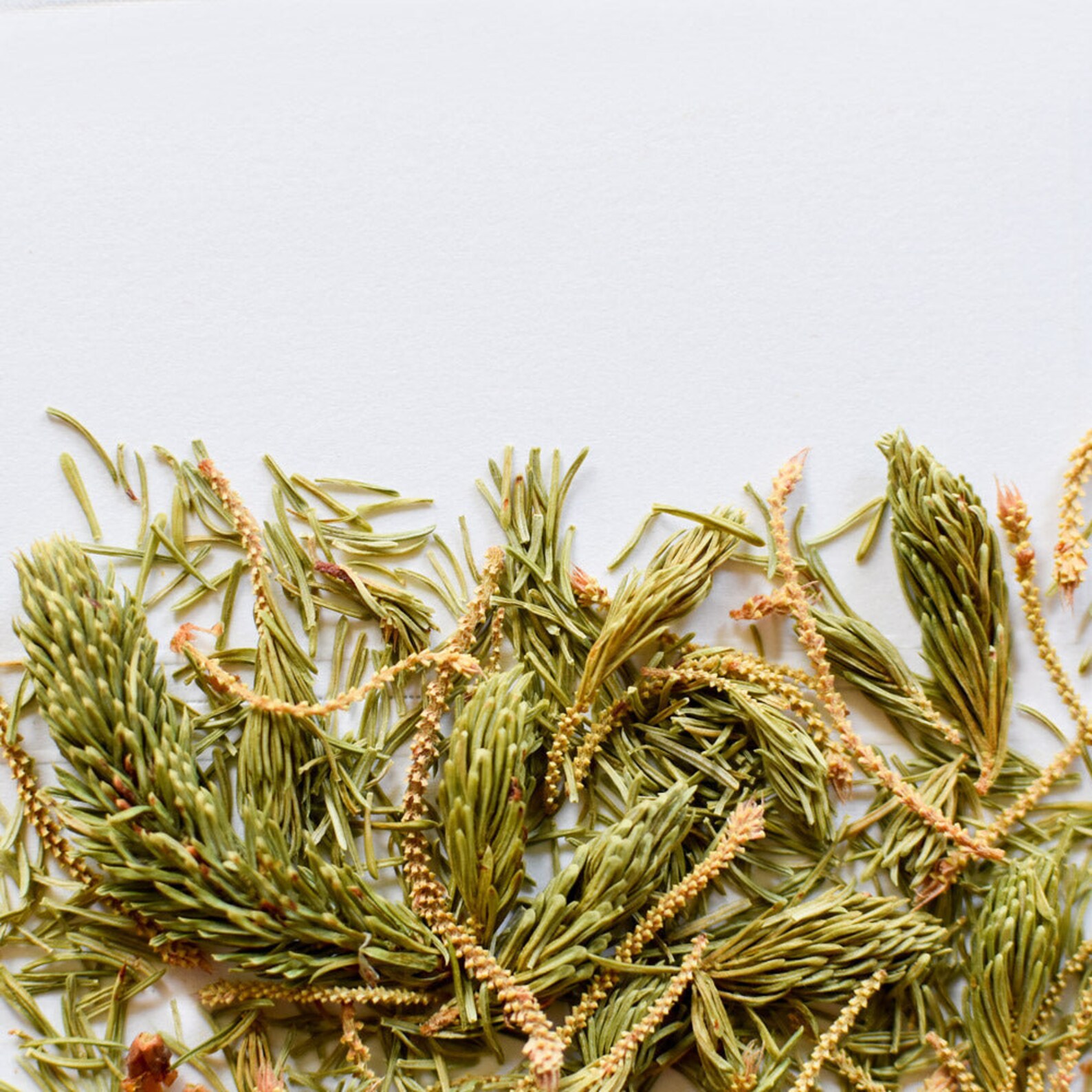 Black Spruce Sprout picea Mariana, High Quality Loose Leaf Herbal Tea ...