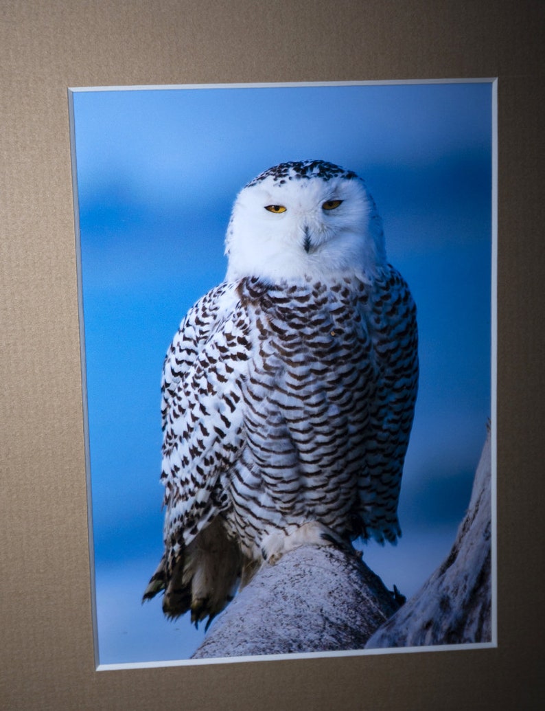 Great Snowy Owl 5x7 Print Matted to 8x10 - Etsy