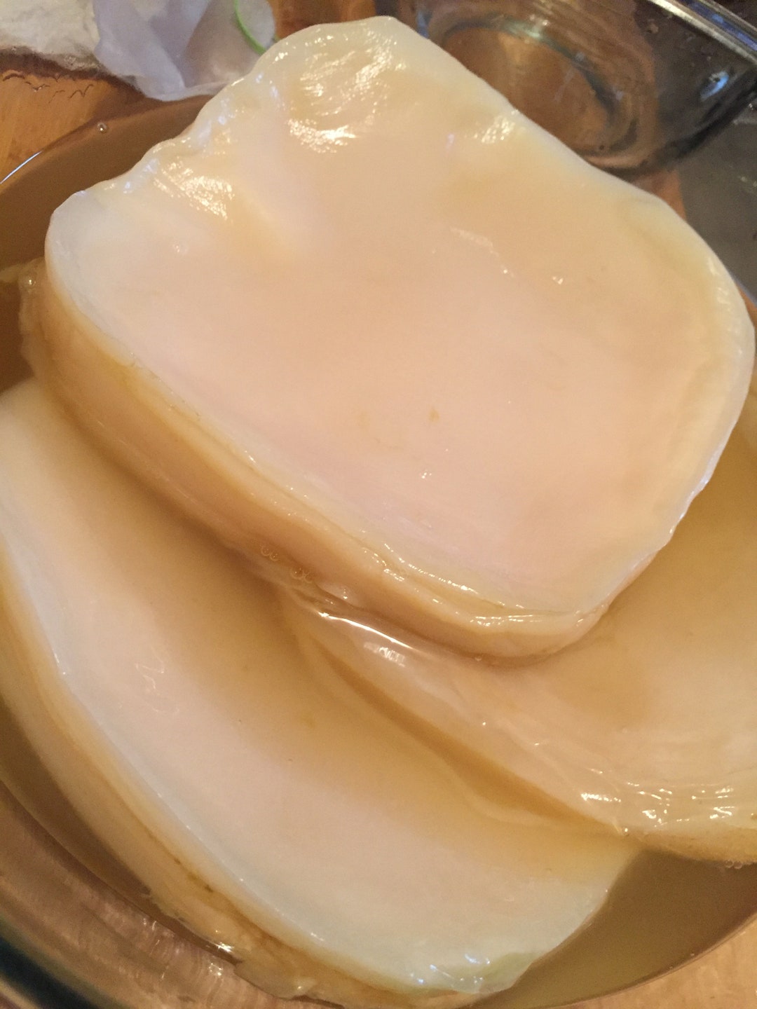Premium Manuka Honey Fed Large Jun Scoby - Etsy