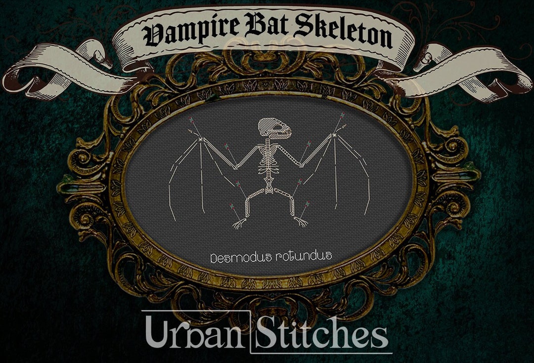 Vampire Bat Skeleton Faux Taxidermy - Desmodus Rotundus Vulture Culture ...