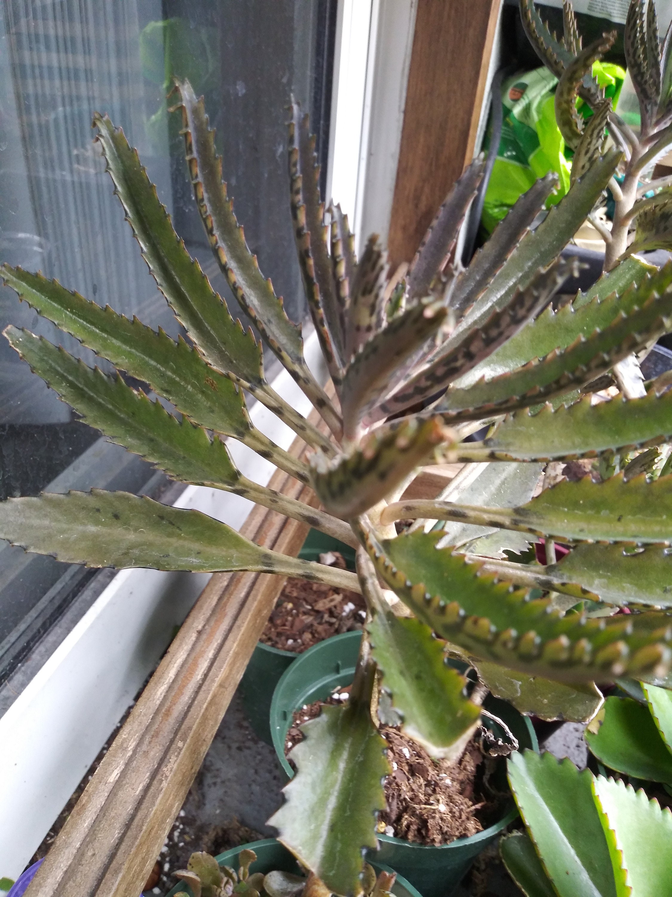 Live Potted Alligator Plant Mother of Thousands Kalanchoe | Etsy