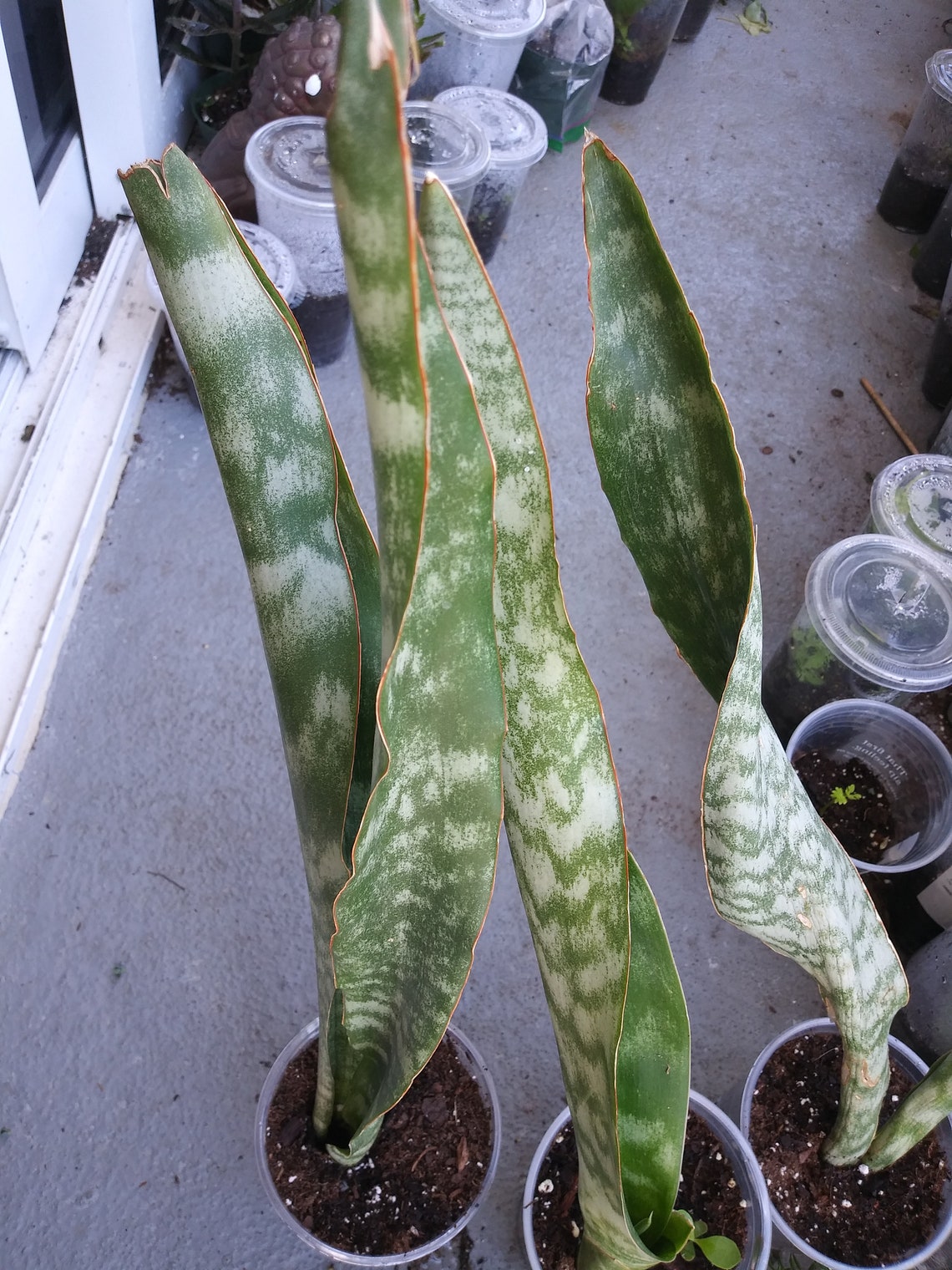 Live Snake Plant Tropical Succulent Dracaena Trifasciata | Etsy