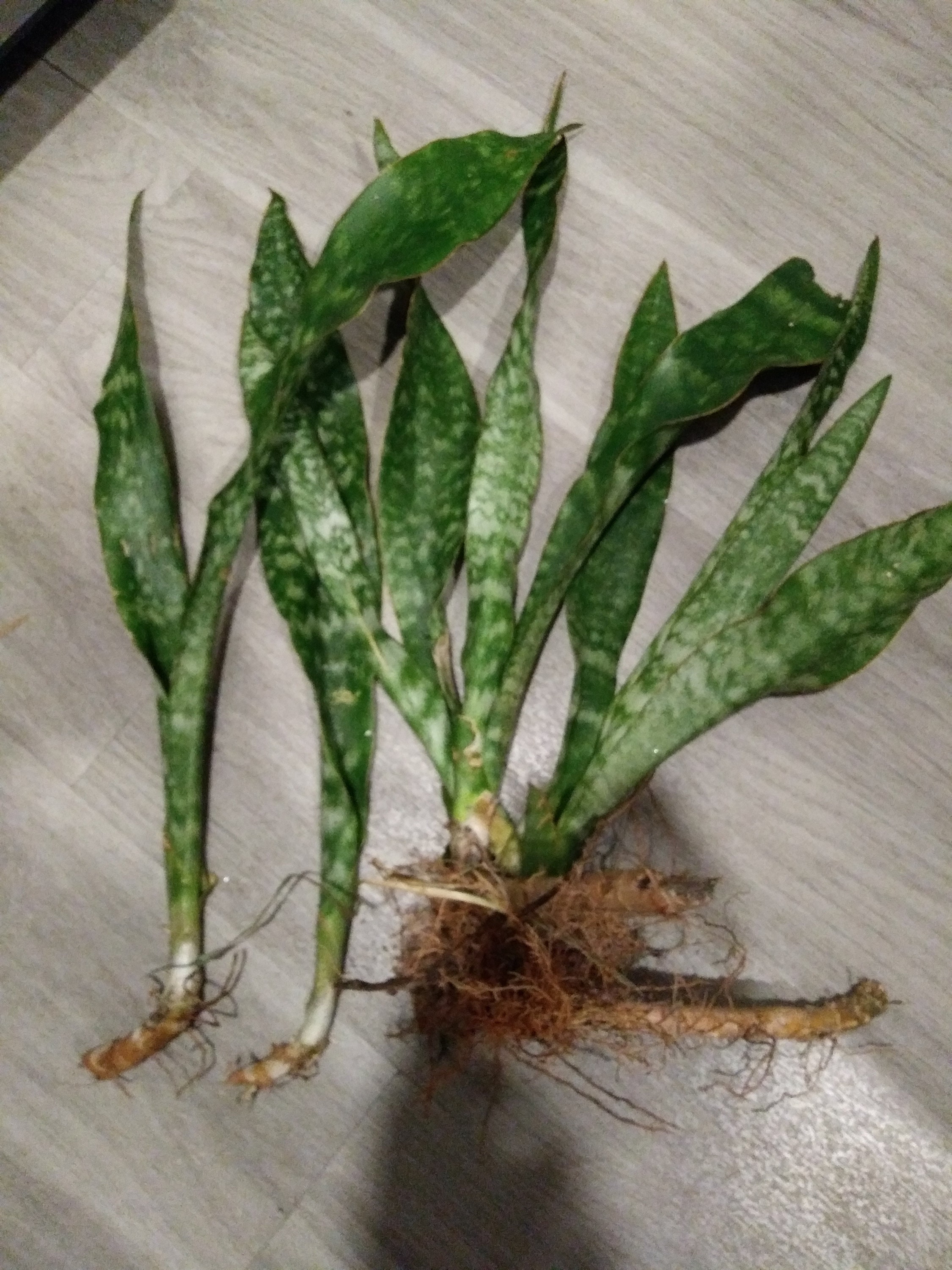 Live Snake Plant Tropical Succulent Dracaena Trifasciata | Etsy