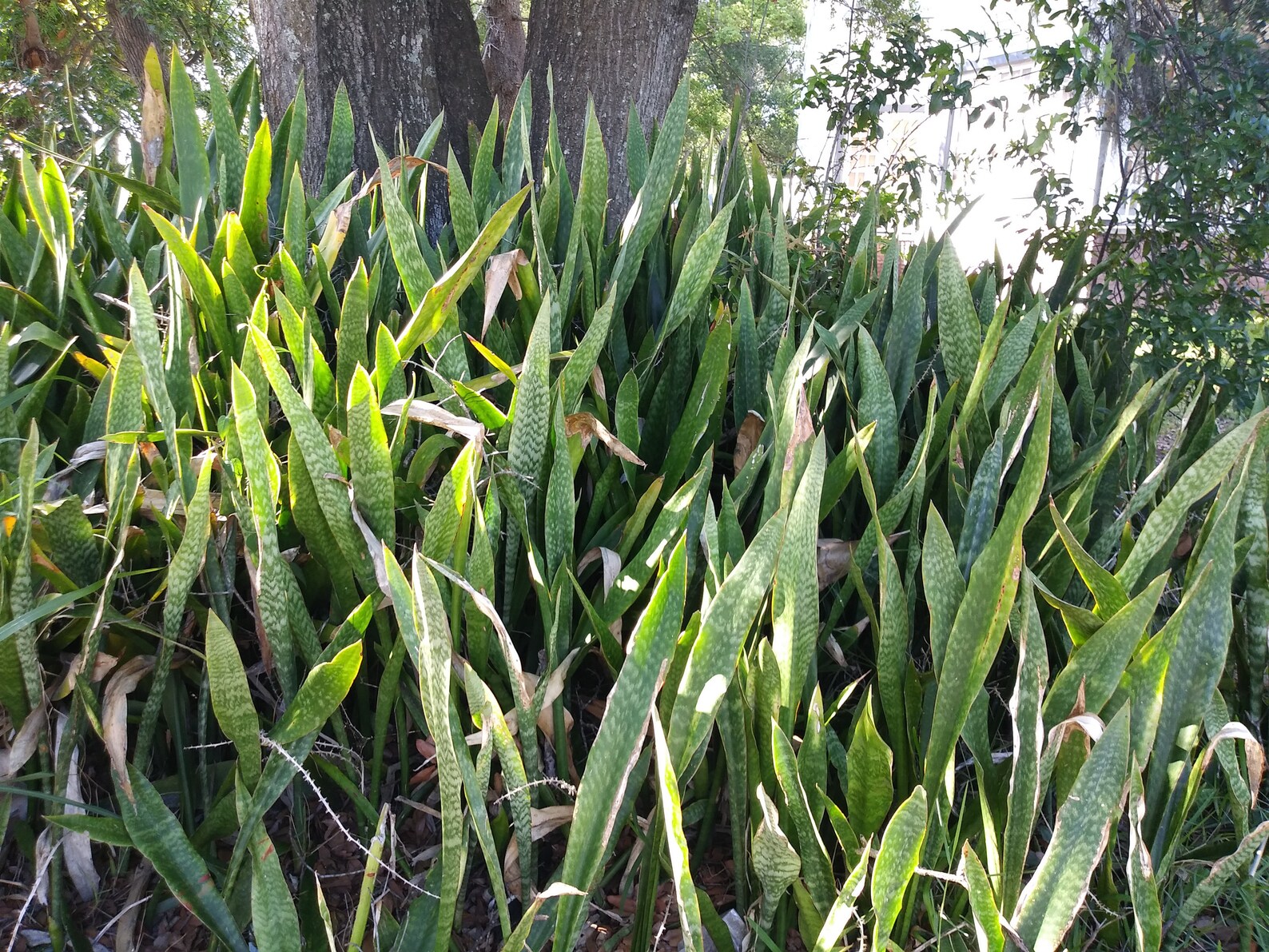 Live Snake Plant Tropical Succulent Dracaena Trifasciata | Etsy