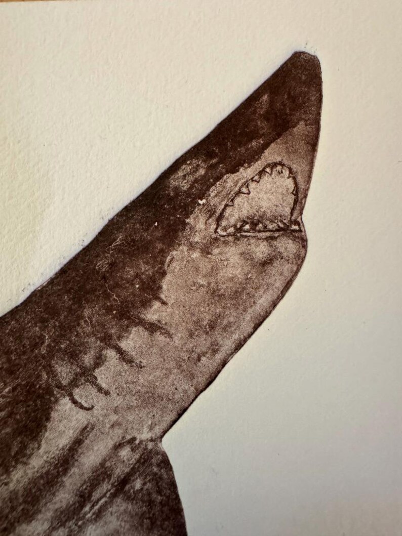 Gravure Etching, Great White Shark 8x10 - Etsy