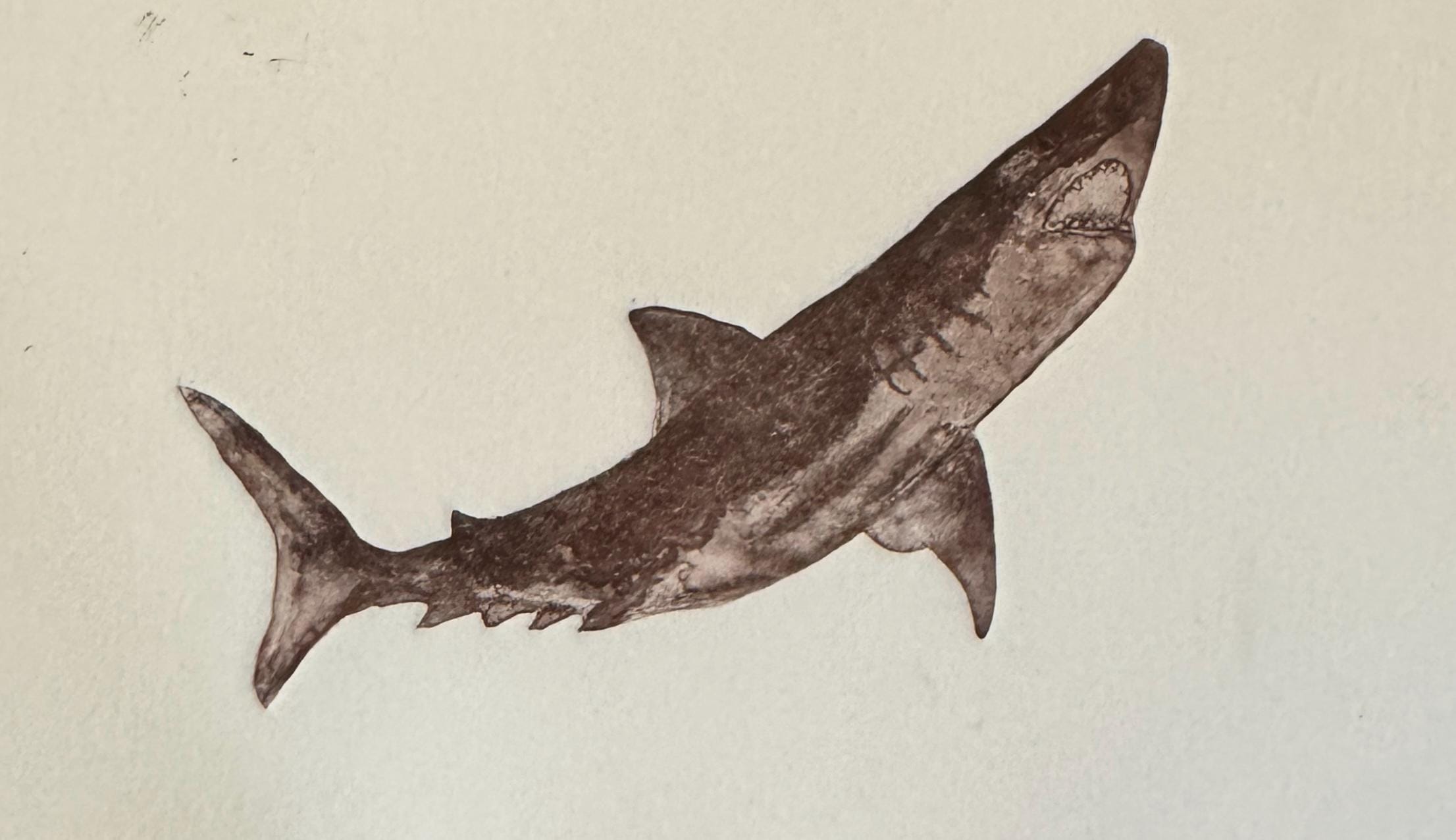 Gravure Etching, Great White Shark 8x10 - Etsy