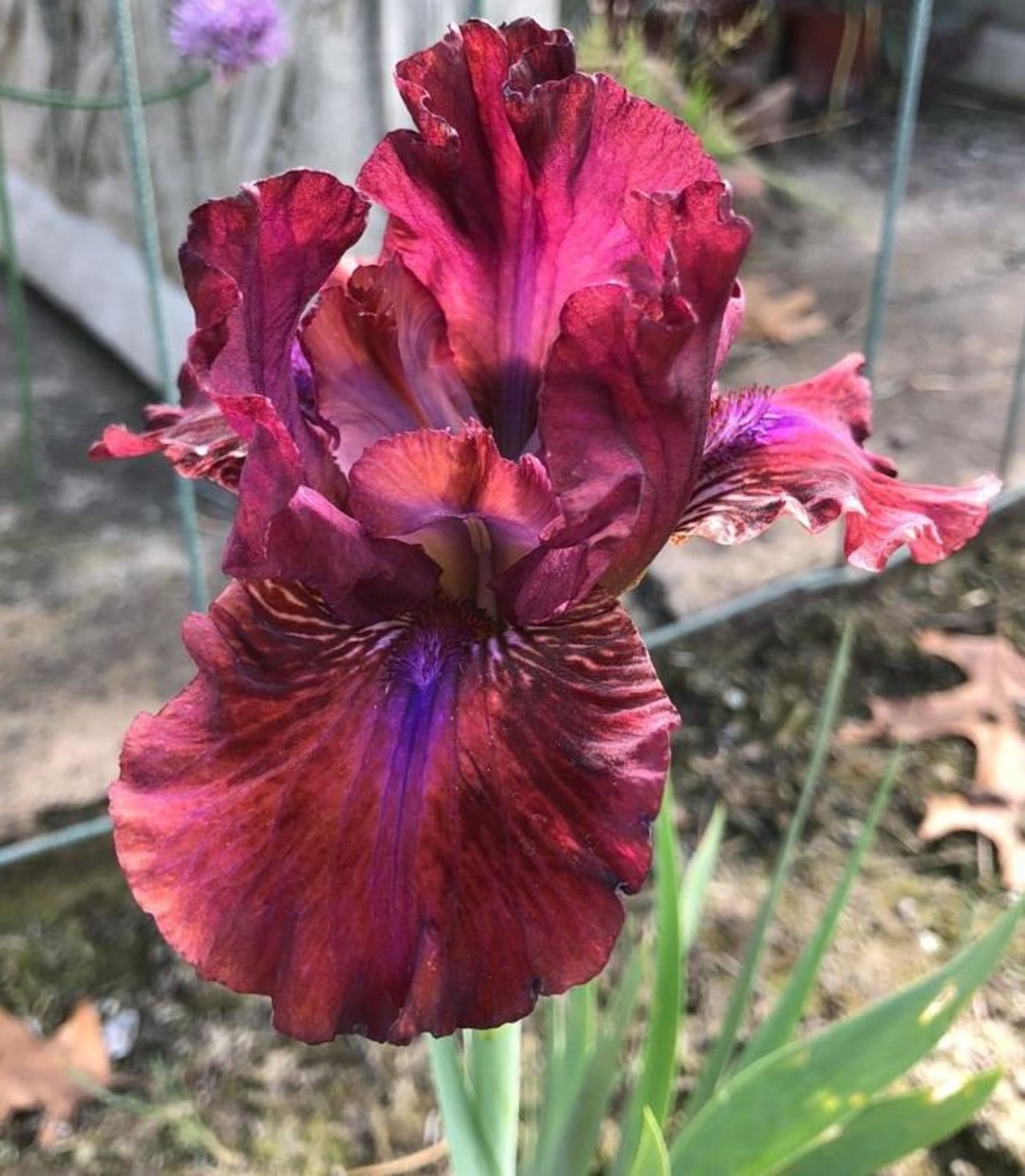 Bounce Bearded Iris Bulb - Tall & Fragrant Bearded Iris Rhizome I Blue ...