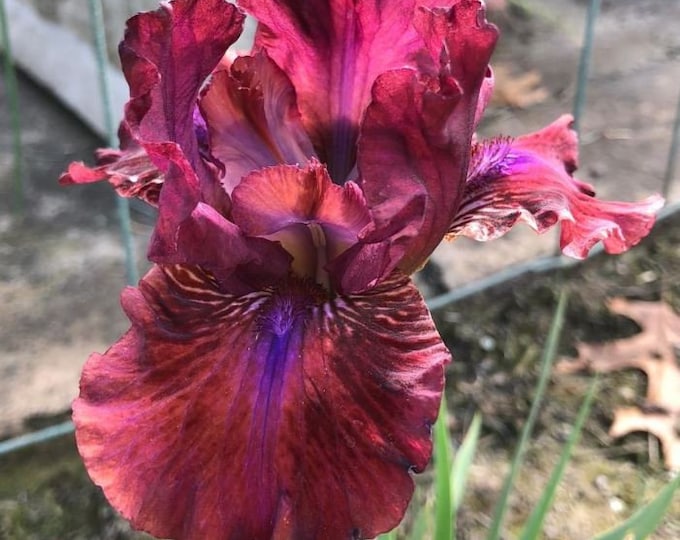 Bounce Bearded Iris Bulb - Tall & Fragrant Bearded Iris Rhizome I Blue ...