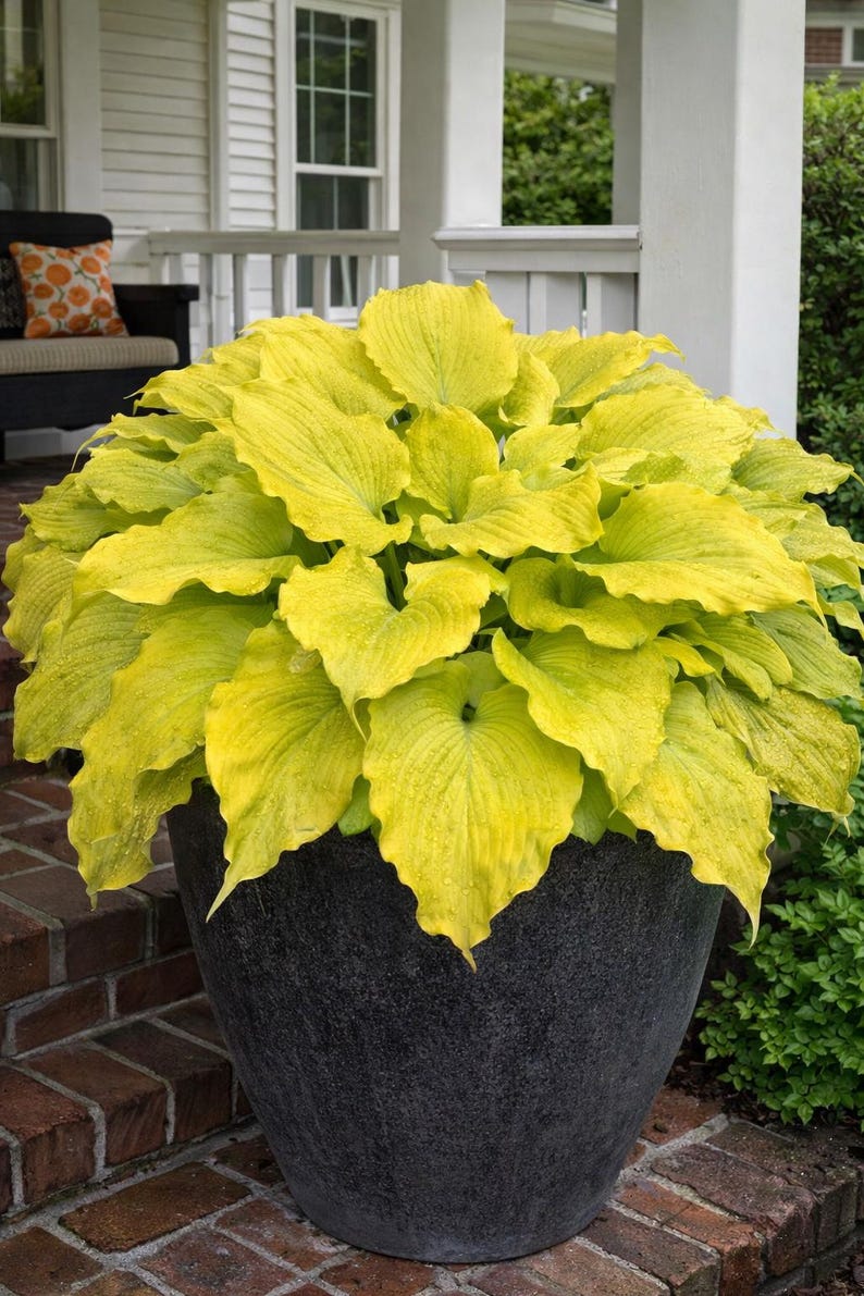 Echo the Sun Hosta Plant | Golden Garden Beauty - Etsy