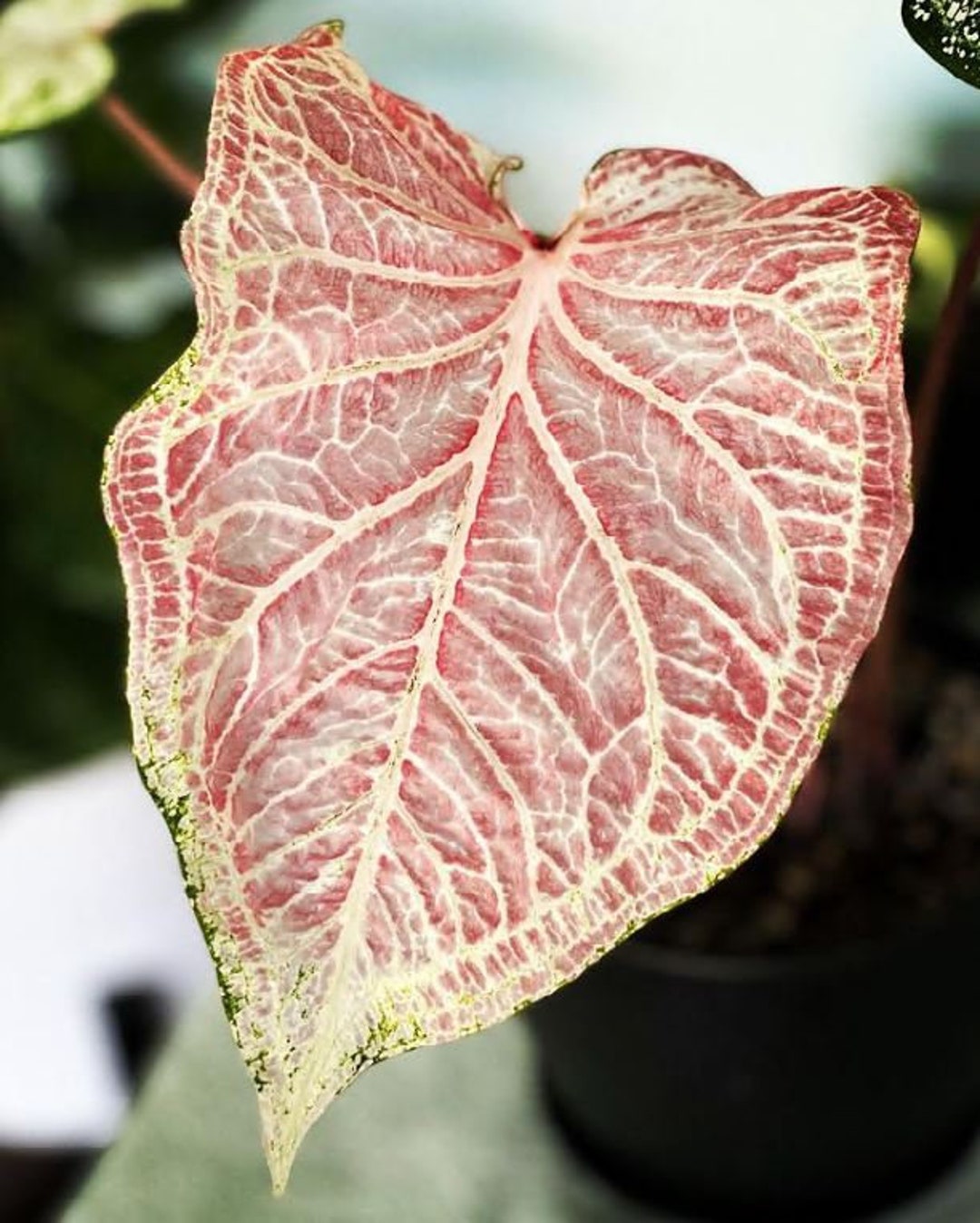Peppermint Caladium (2 Bulbs) - Easy to Grow Indoor or Outdoor ...