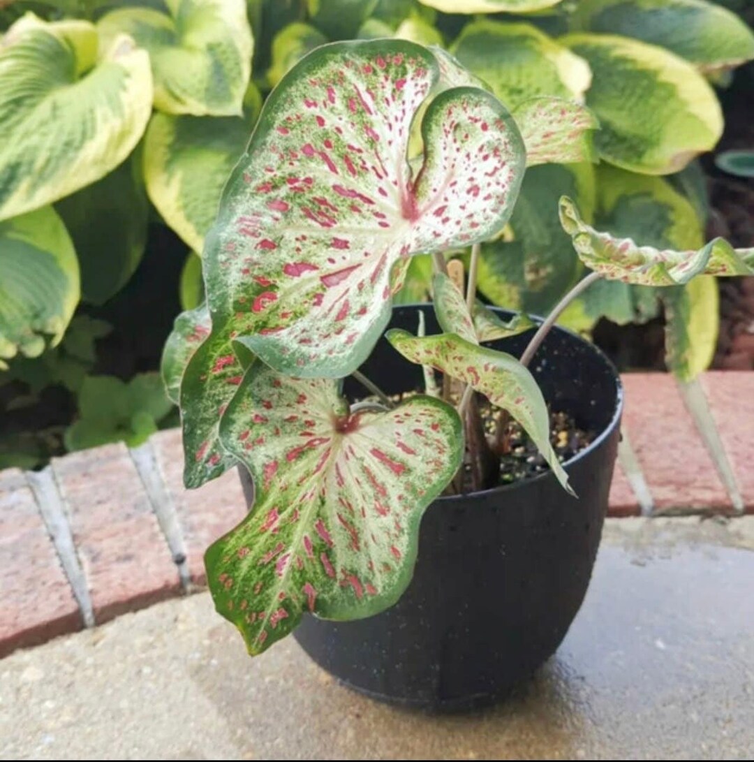 Gingerland Caladium 2 Bulbs Easy to Grow Indoor or Outdoor Perennial ...