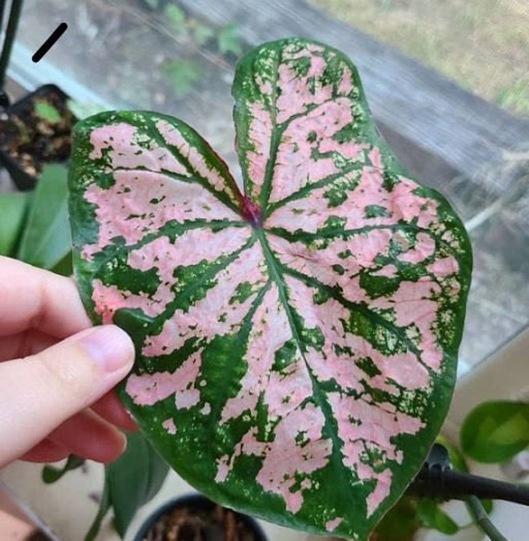PREORDER Florida Elise Caladium 2 Bulbs Preorder for Spring 2024 Easy ...
