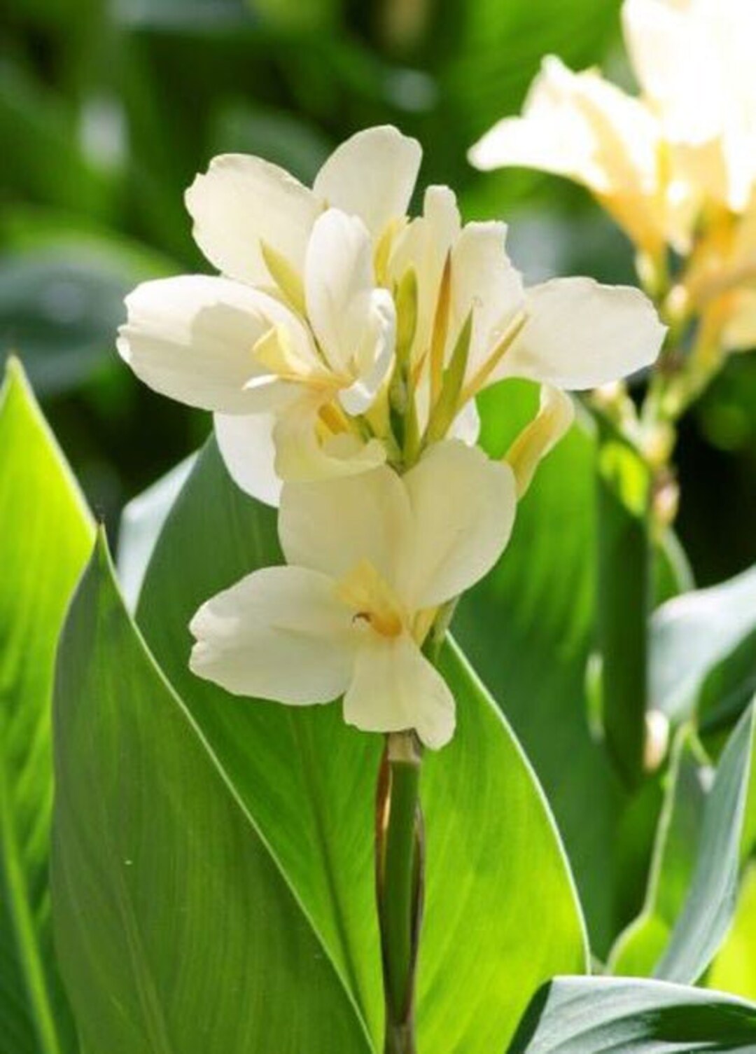 Moonshine Canna Lily Plug *LIVE PLANT* - Pure White Canna - Blue Buddha ...