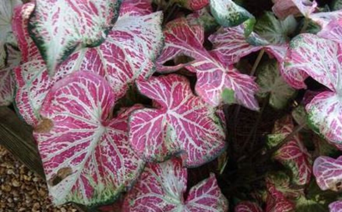 Caladium Peppermint 2 Bulbs PREORDER | Etsy