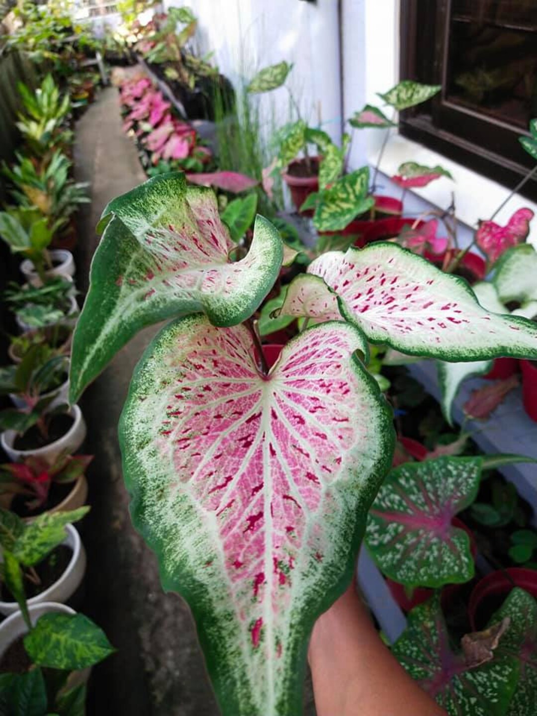 Daydreamer Caladium (2 Bulbs) Easy to Grow Indoor or Outdoor Perennial ...