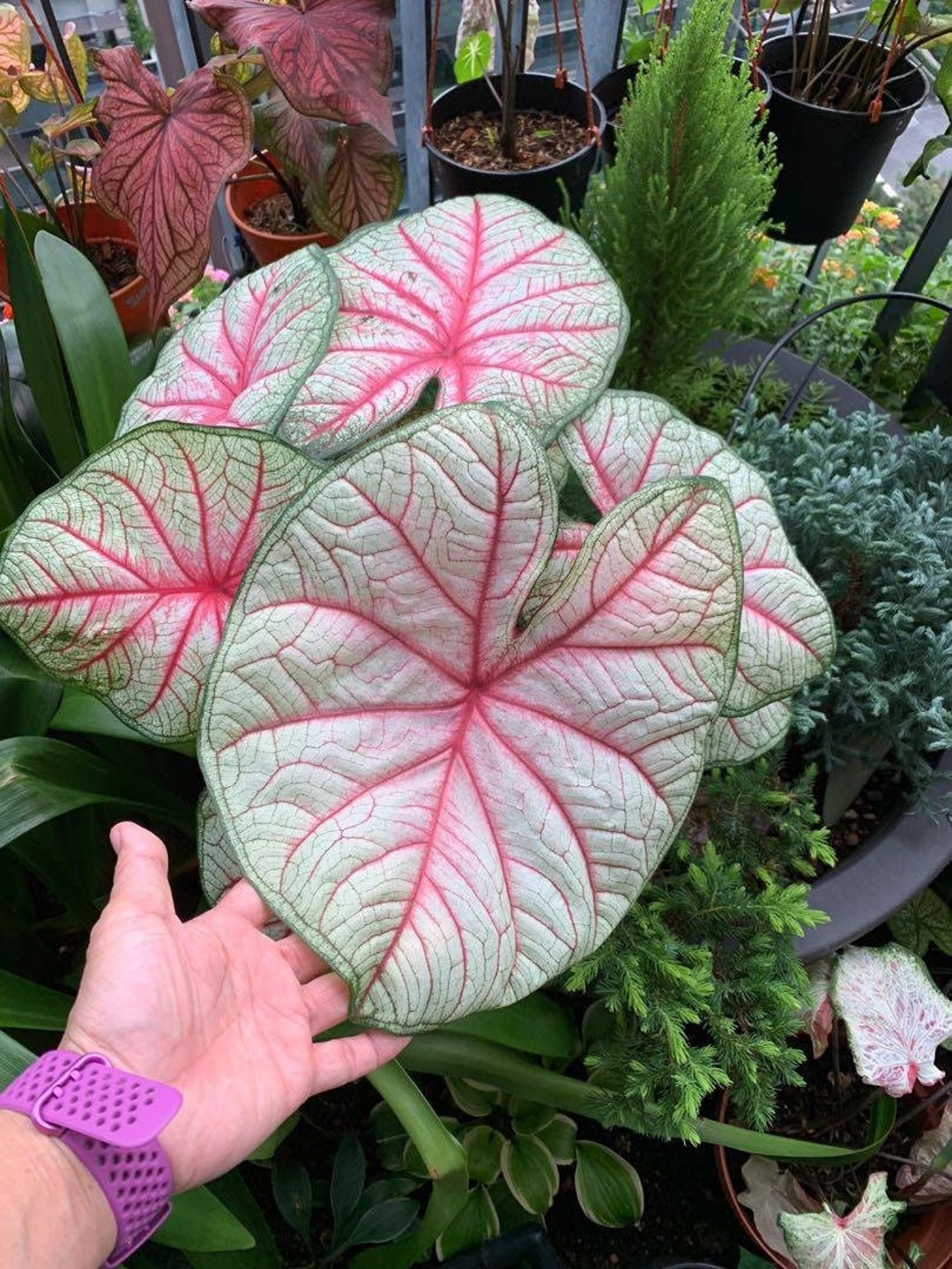 Summer Breeze Caladium 2 Bulbs – White Leaves With Pink Veins - Etsy