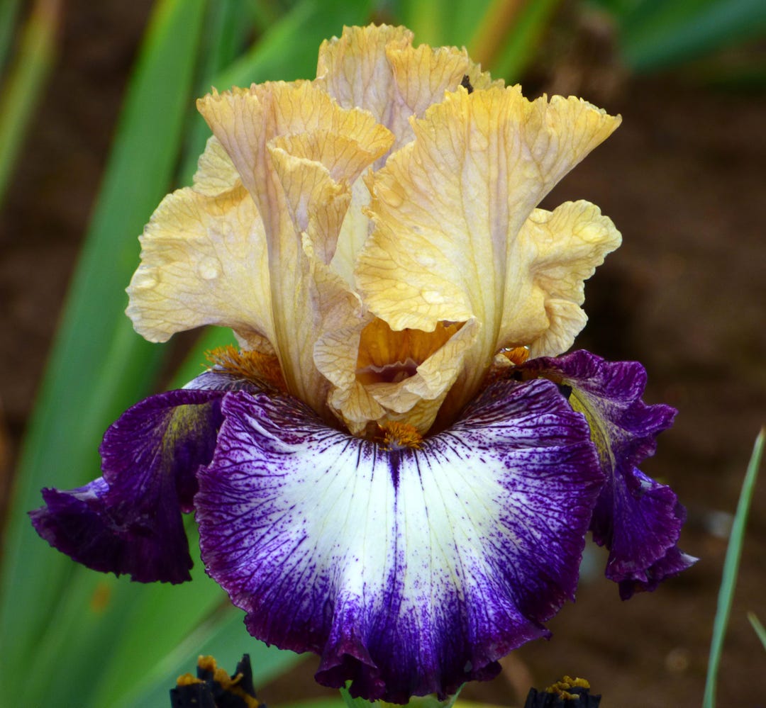 Bearded Iris 'margin Call' Bulb – Absinthe Yellow & Purple Plicata | 35 ...