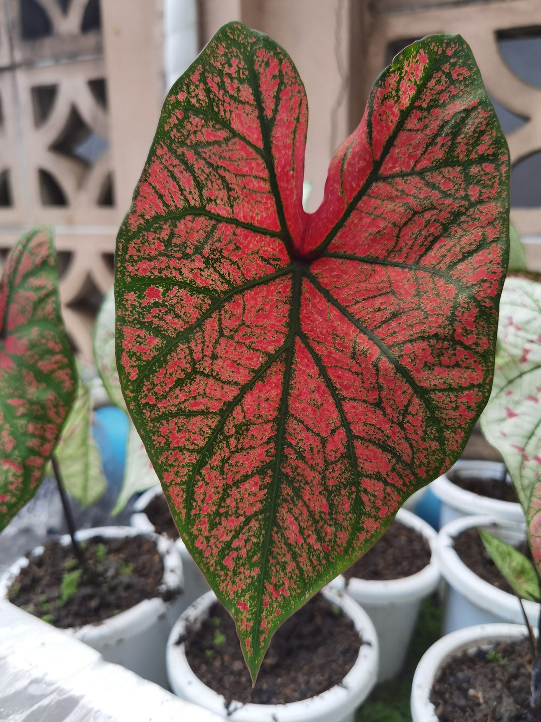 Festivia Caladium 2 Bulbs Easy to Grow Indoor or Outdoor Perennial ...