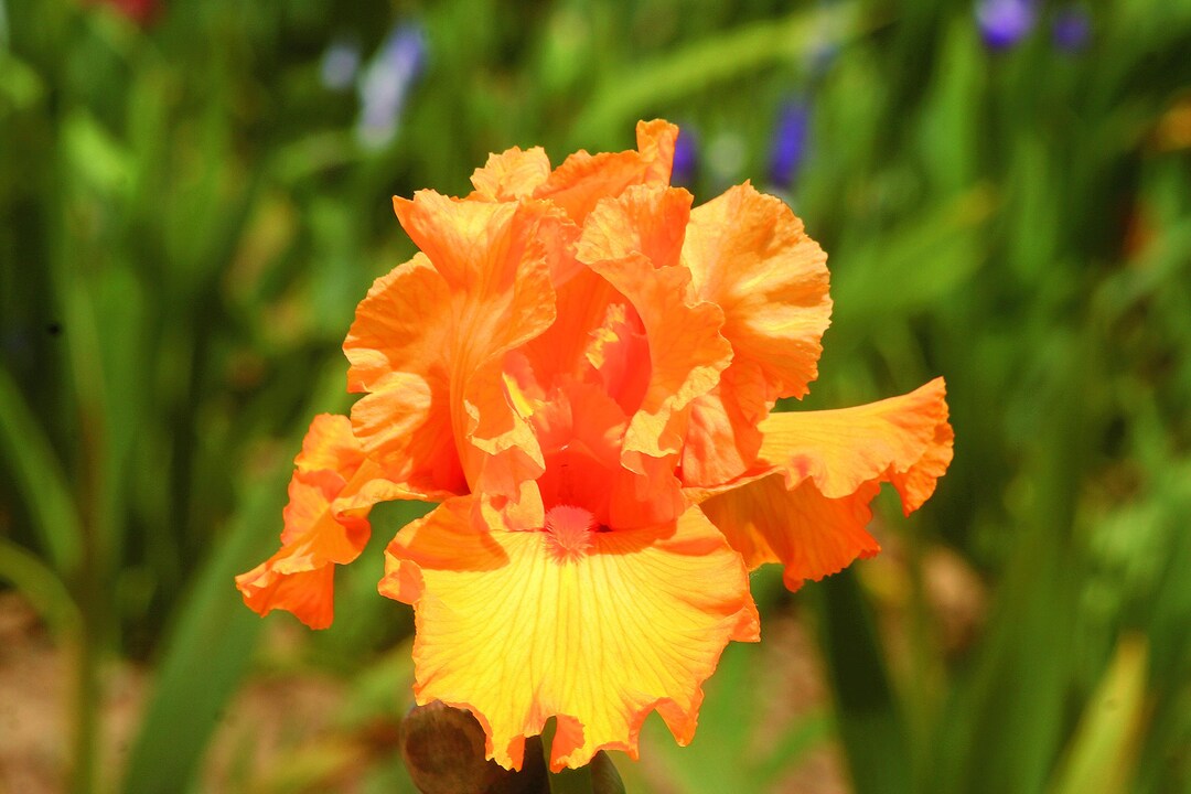 Bearded Iris 'mango Passion' Bulb – Tropical Mango-orange | Fragrant ...