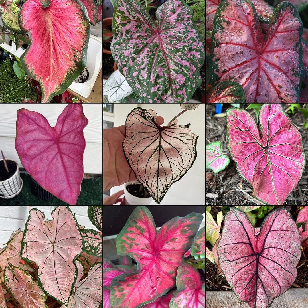 Pink Caladium Bulbs Mix – Easy Grow Indoor/outdoor Colorful Caladiums ...
