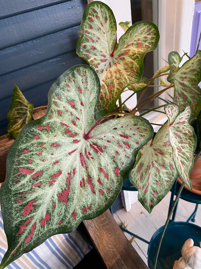 Gingerland Caladium 2 Bulbs Easy to Grow Houseplant & - Etsy