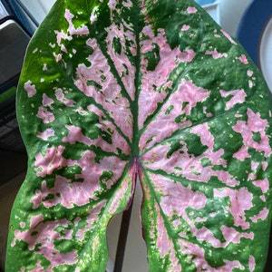 Florida Elise Caladium (2 Bulbs) – Stunning Tall Shade & Indoor ...