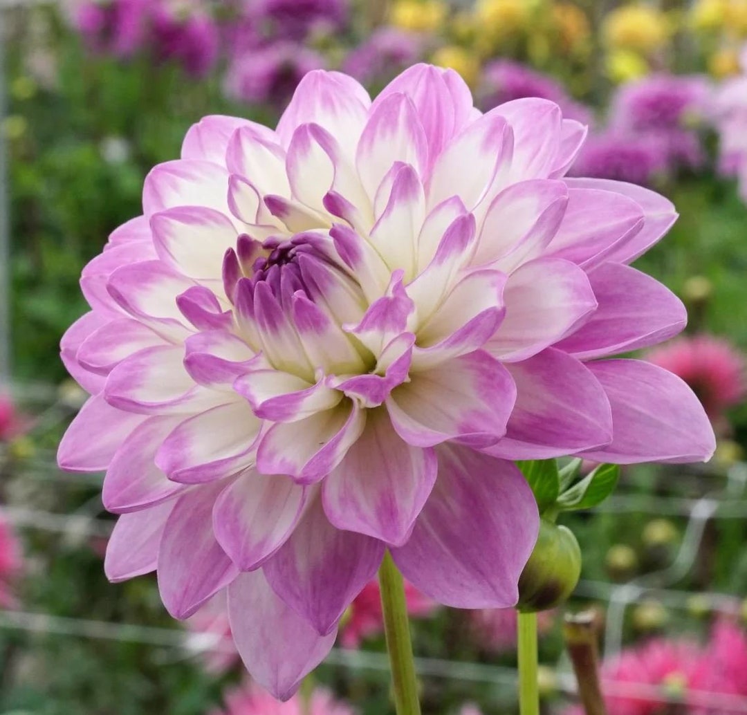 Blue Wish Waterlily Dahli Easy to Grow Indoor or Outdoor Perennial ...