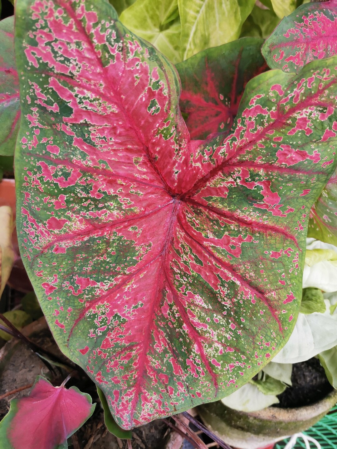 Fire Chief Caladium (2 Bulbs) - Easy to Grow Indoor or Outdoor ...