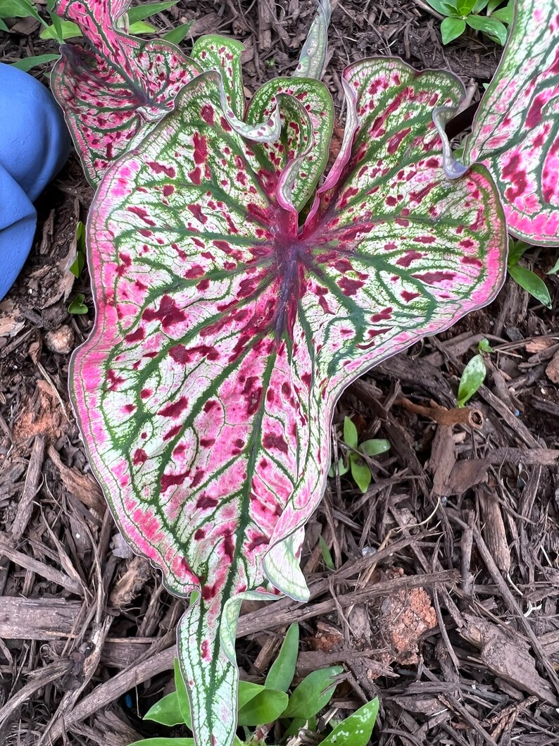 Spicy Lizard Caladium 2 Bulbs PREORDER Blue Buddha Farm - Etsy Canada
