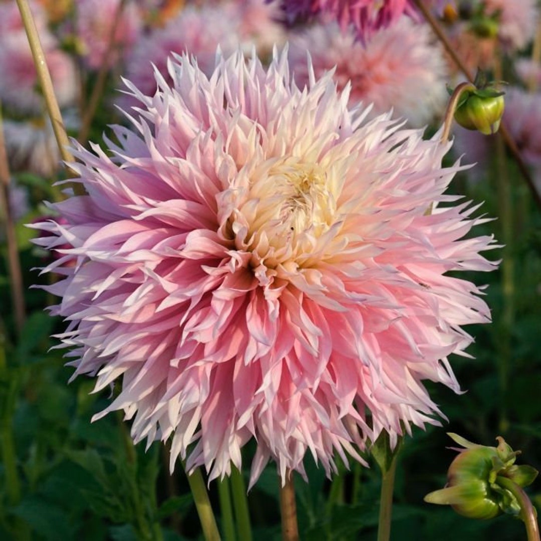 Pinelands Princess Dinnerplate Dahlia (1 Tuber) I Blue Buddha Farm - Etsy