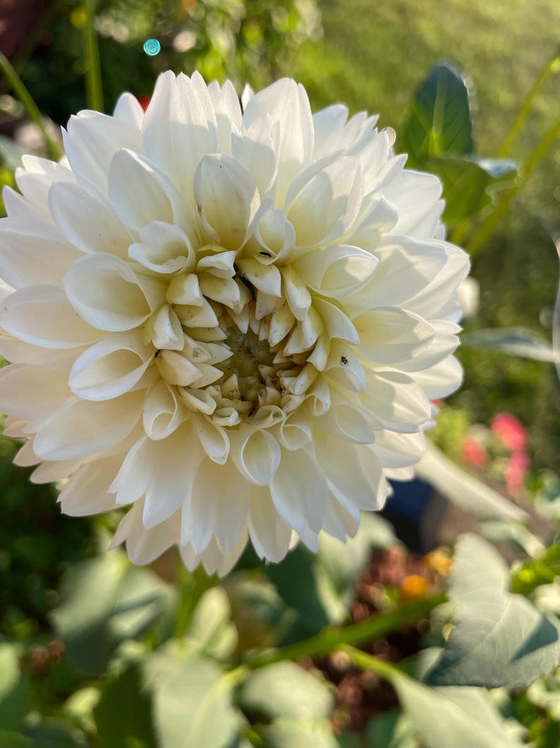 Fleurel Dinnerplate Dahlia Tuber | Elegant White Blooms (preorder ...