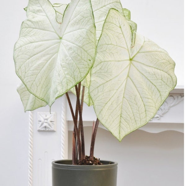 Caladium Bulbs - Etsy