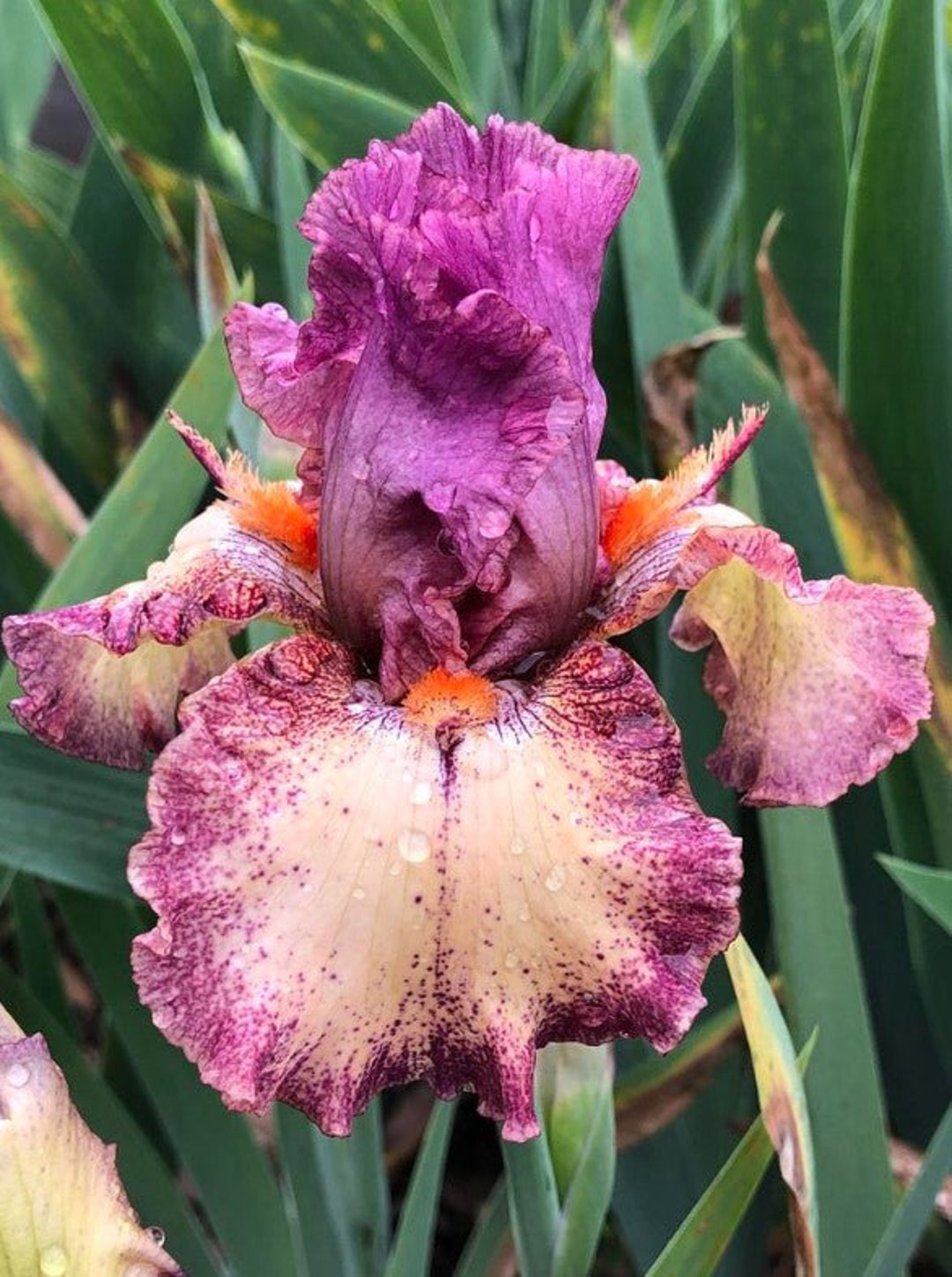 Bearded Iris 'rock Star' – Tall Bearded Iris With Pale Apricot Falls ...