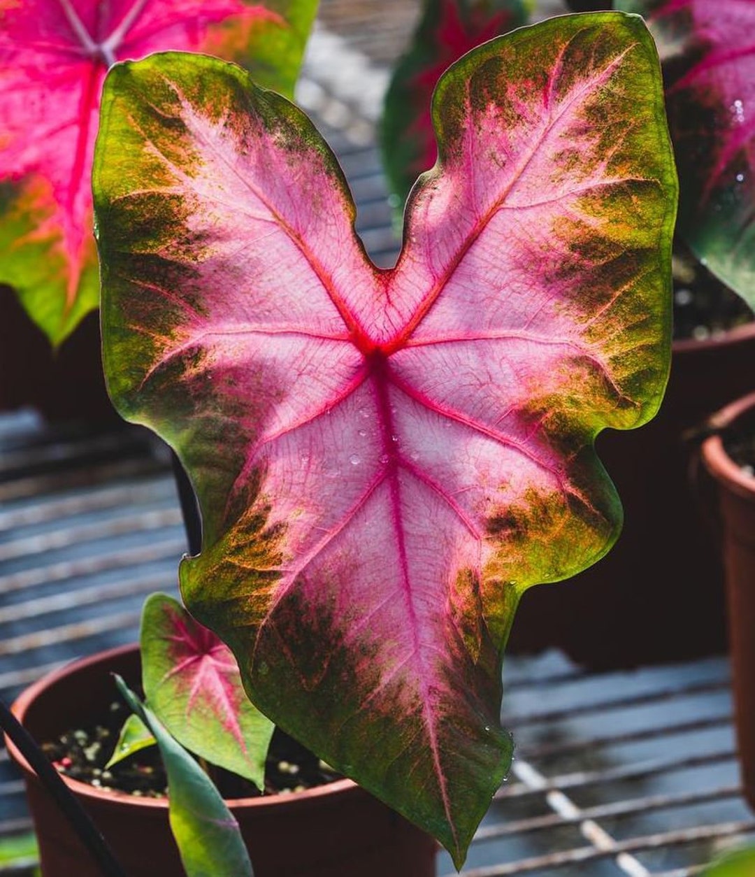 Sunset Pink Caladium 2 Bulbs Easy to Grow Indoor or Outdoor Perennial ...