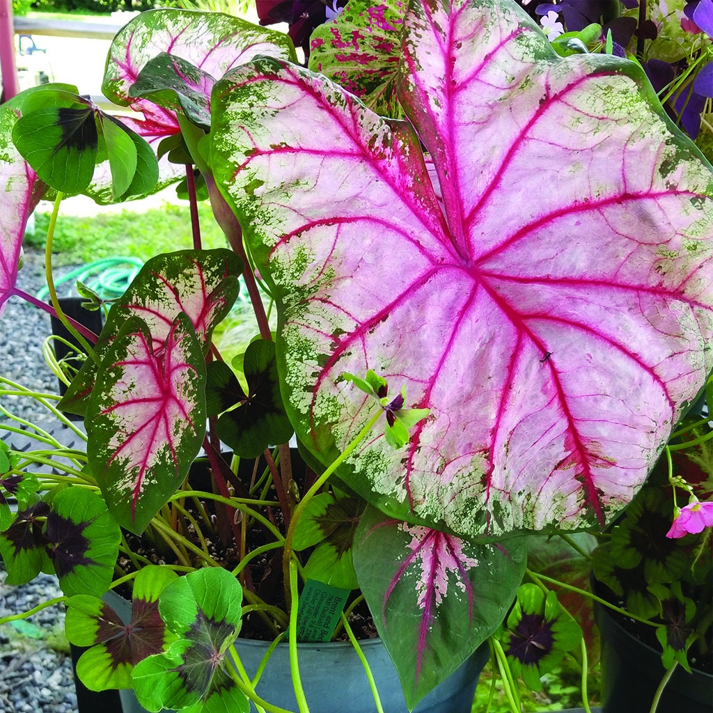 Caladium 'Peppermint' Limited Quantity Size #2 2 Bulbs Gardening ...