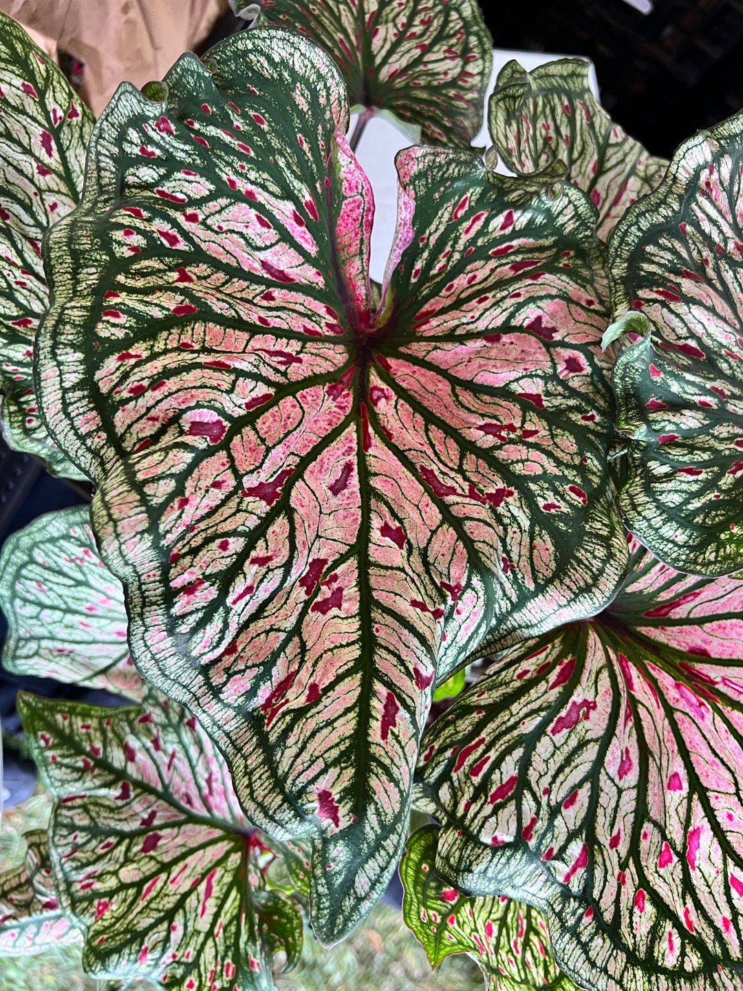 Spicy Lizard Caladium 2 Bulbs PREORDER Ships Spring 2025 Easy to Grow ...