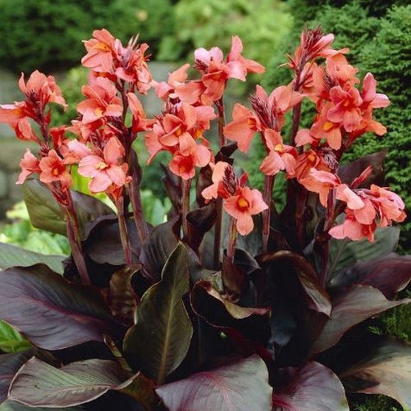 Purple Canna Lily - Etsy