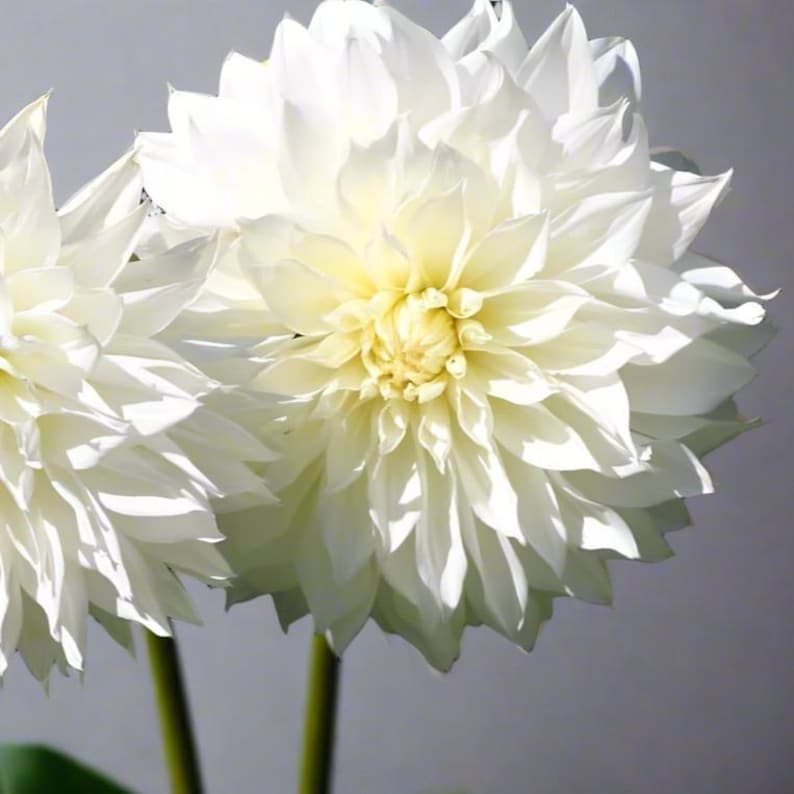 Fleurel Dinnerplate Dahlia Tuber | Elegant White Blooms (preorder ...