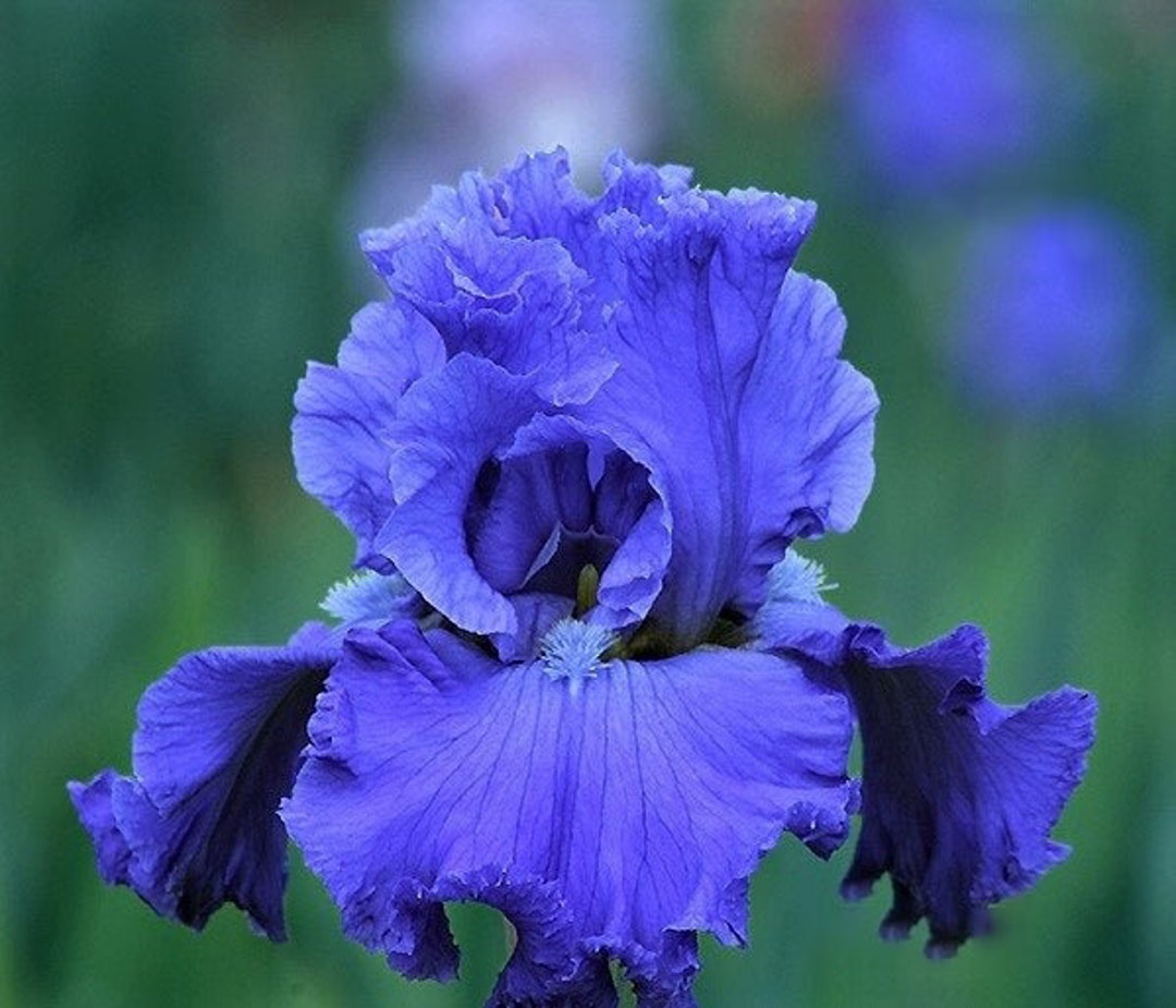 Bearded Iris 'home of the Blues' Soft Sky Blue Blooms Elegant Heirloom ...