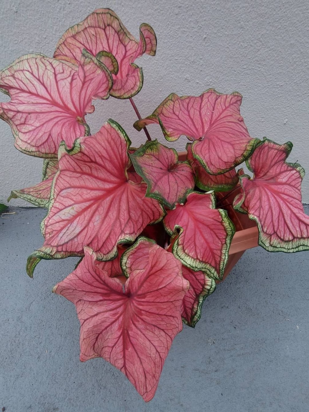 Florida Sweetheart Caladium (2 Bulbs) – Rosy Pink Frilly Leaves I Blue ...