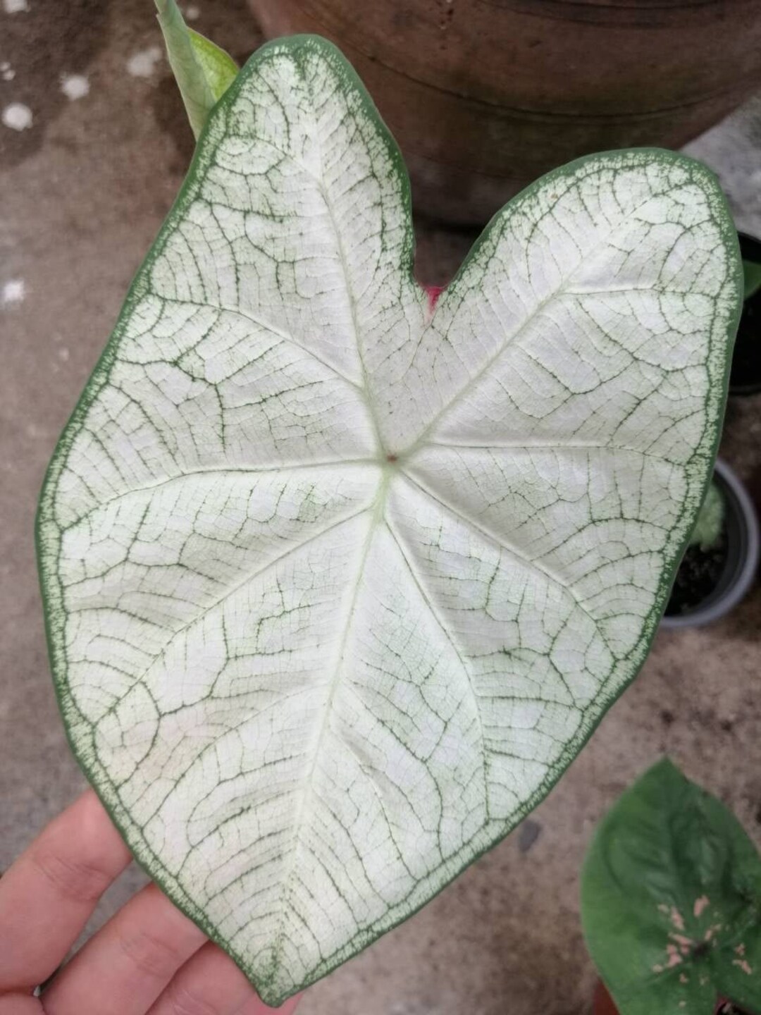 June Bride Caladium Bulbs | Creamy White & Green Foliage - Etsy