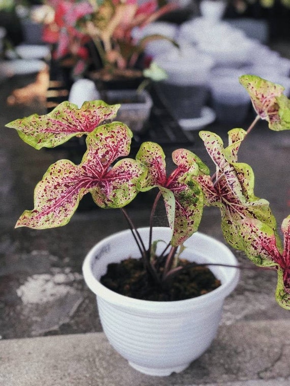 Outdoor & Gardening Seeds & Seed Bombs Angel Wings Elephant Ear Bulbs ...