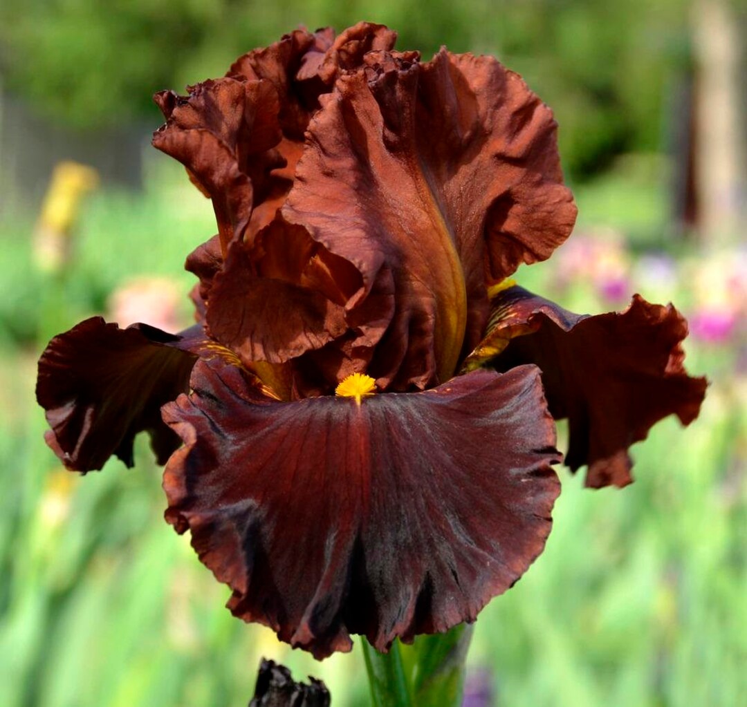 Bearded Iris 'valentino' – Velvety Cardinal Red Blooms | 36" Tall ...
