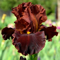 100+ Blue & White Iris Seeds – Rare Heirloom Perennials - Etsy