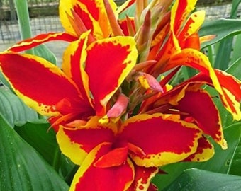 Canna Lily - Dwarf Lucifer - Etsy