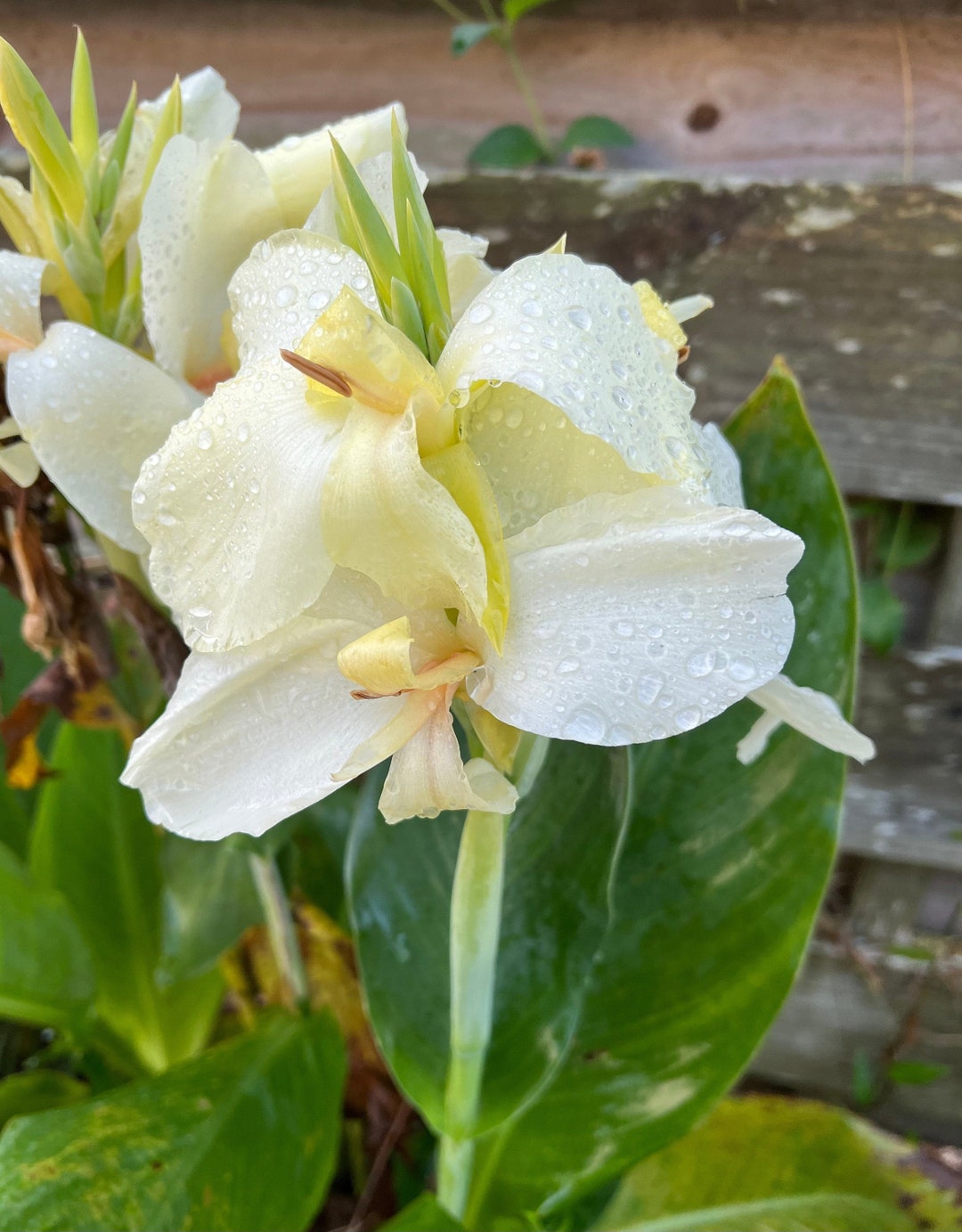 PREORDER Moonshine Canna Lily Plug LIVE PLANT Rare and Limited Pure ...