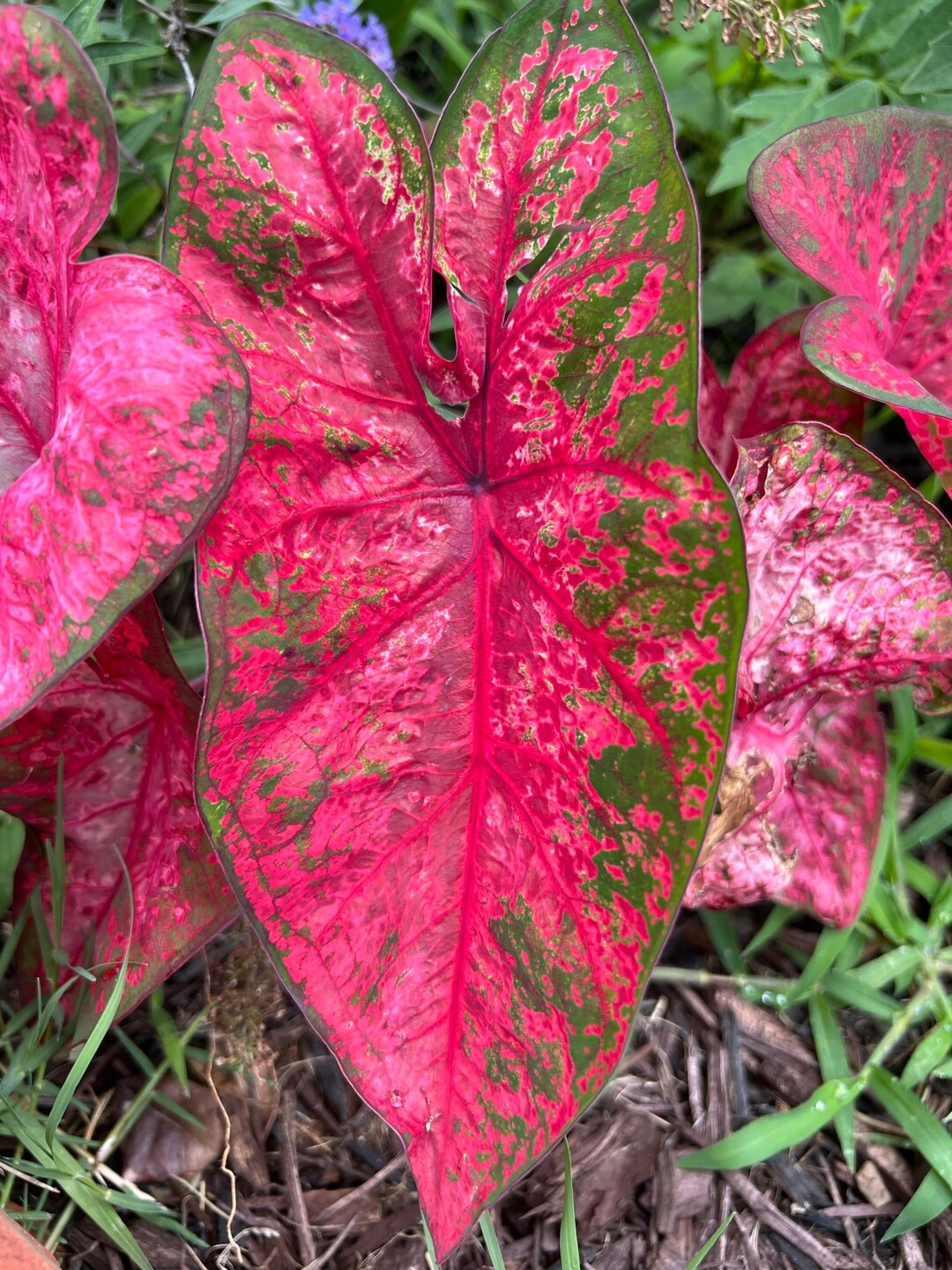 Lava Glow Caladium Plant – Red Veined Heart-shaped Leaves, Easy Care ...